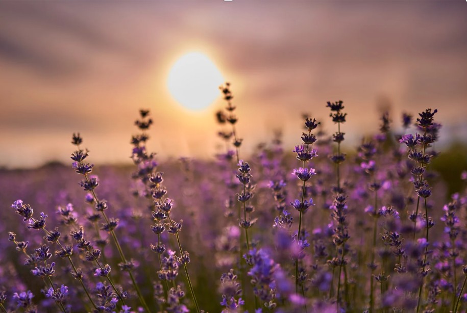 Lavender Uses: Magic, History and Everyday Joy - Bramble & Bloom Studio
